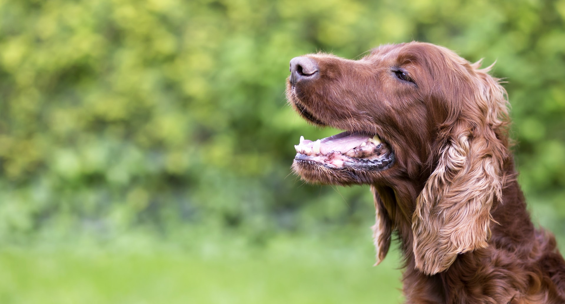 Are Himalayan Yak Chews Good For Dogs