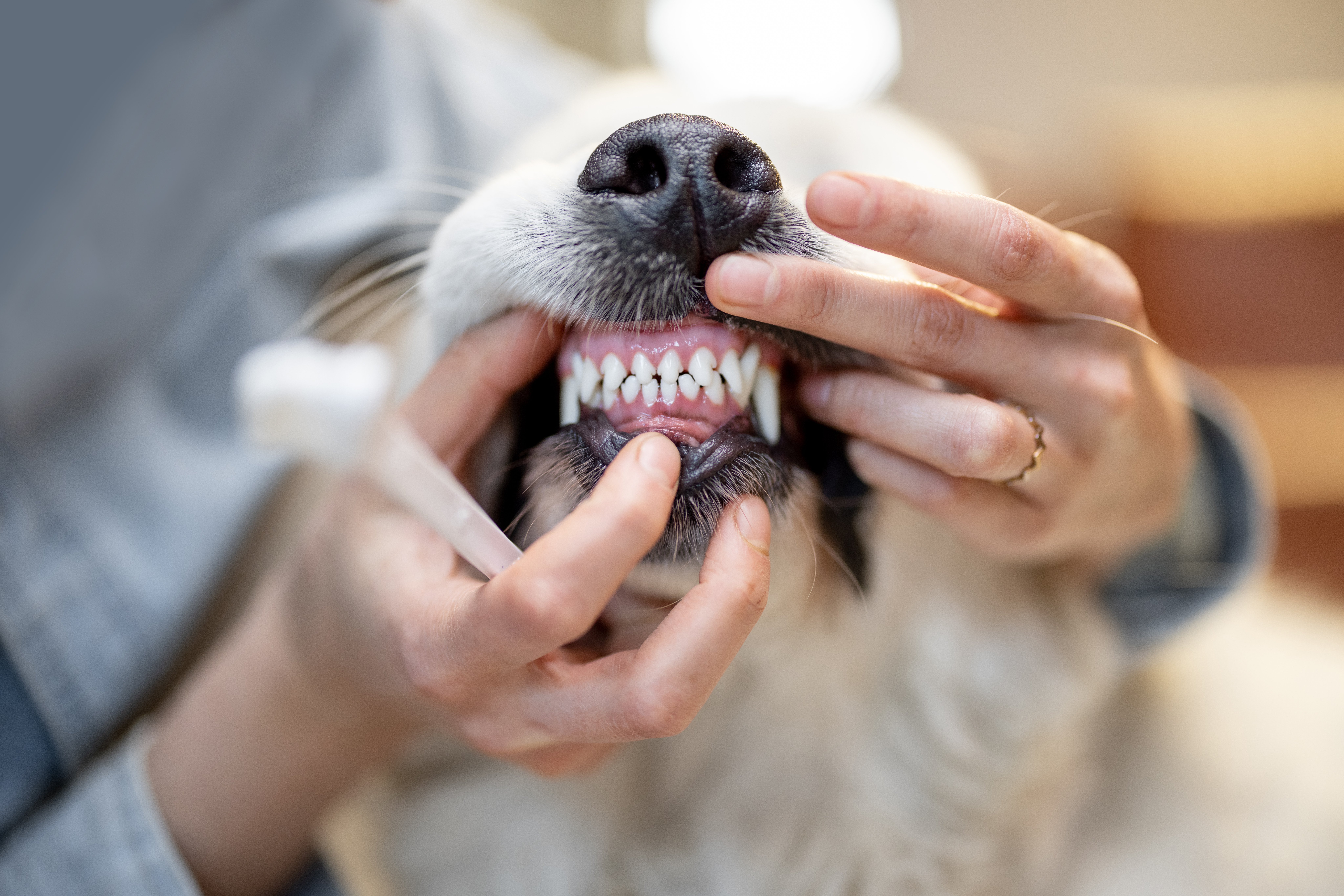 Healthy dog teeth store